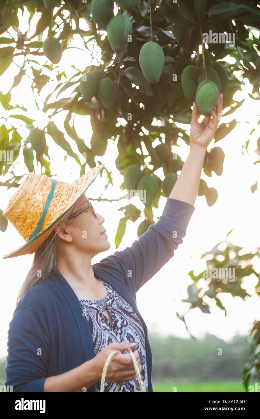 Mango picking hi-res stock photography and images - Alamy