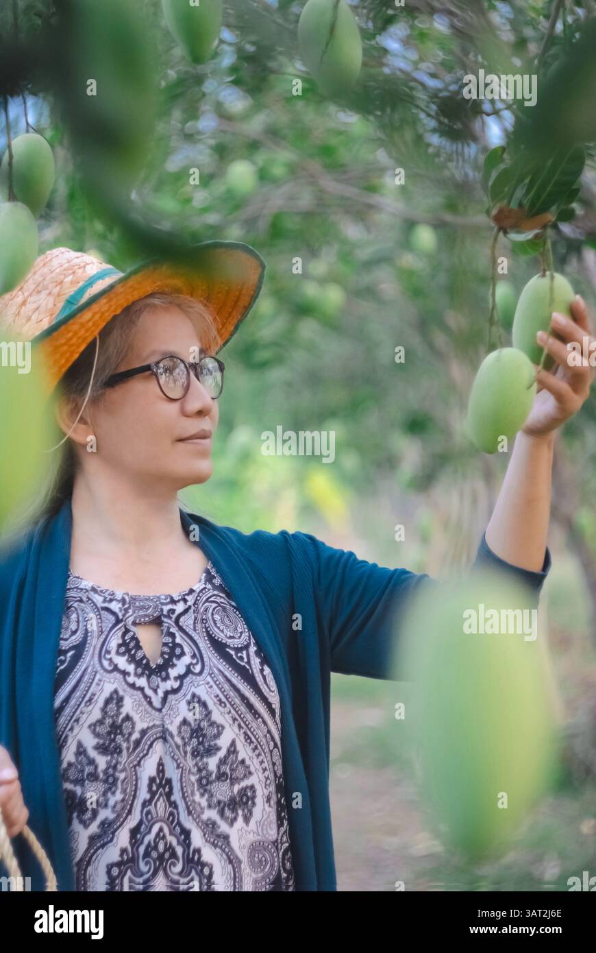 Woman Picking Green Mangoes in the Orchard Stock Photo - Alamy