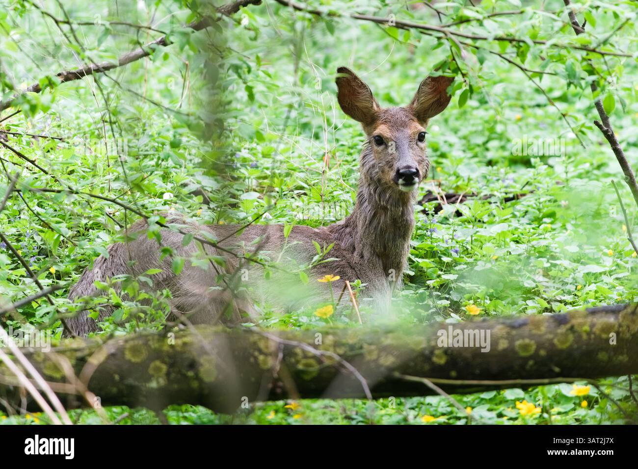 Capreolus capreolus aka european roe deer female is resting hidden in ...