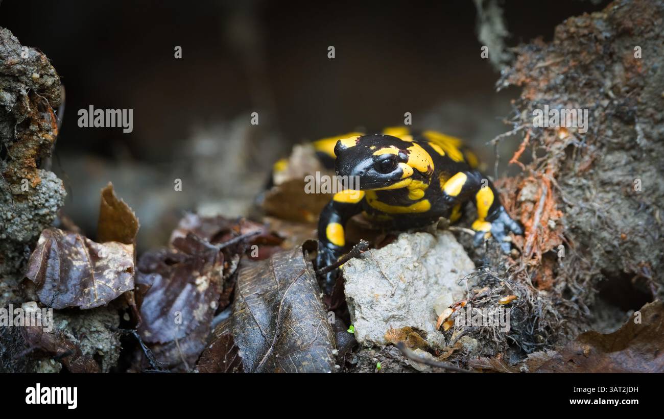 Lovely colourful amphibian Salamandra salamandra aka fire salamander in ...