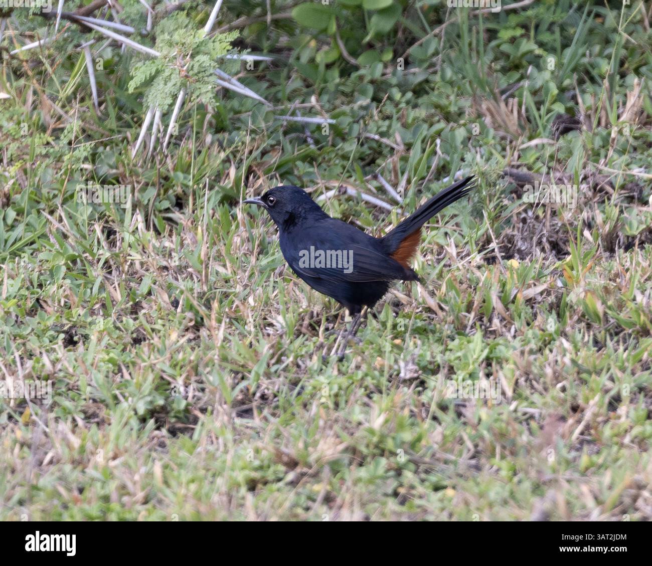 An Indian Robin in Sri Lanka Stock Photo - Alamy