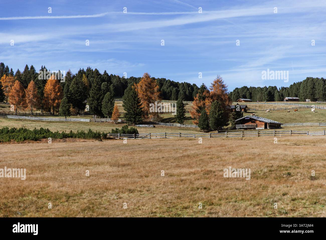 Alpine farm with cabins and cows in South Tyrol, Dolomites Stock Photo ...