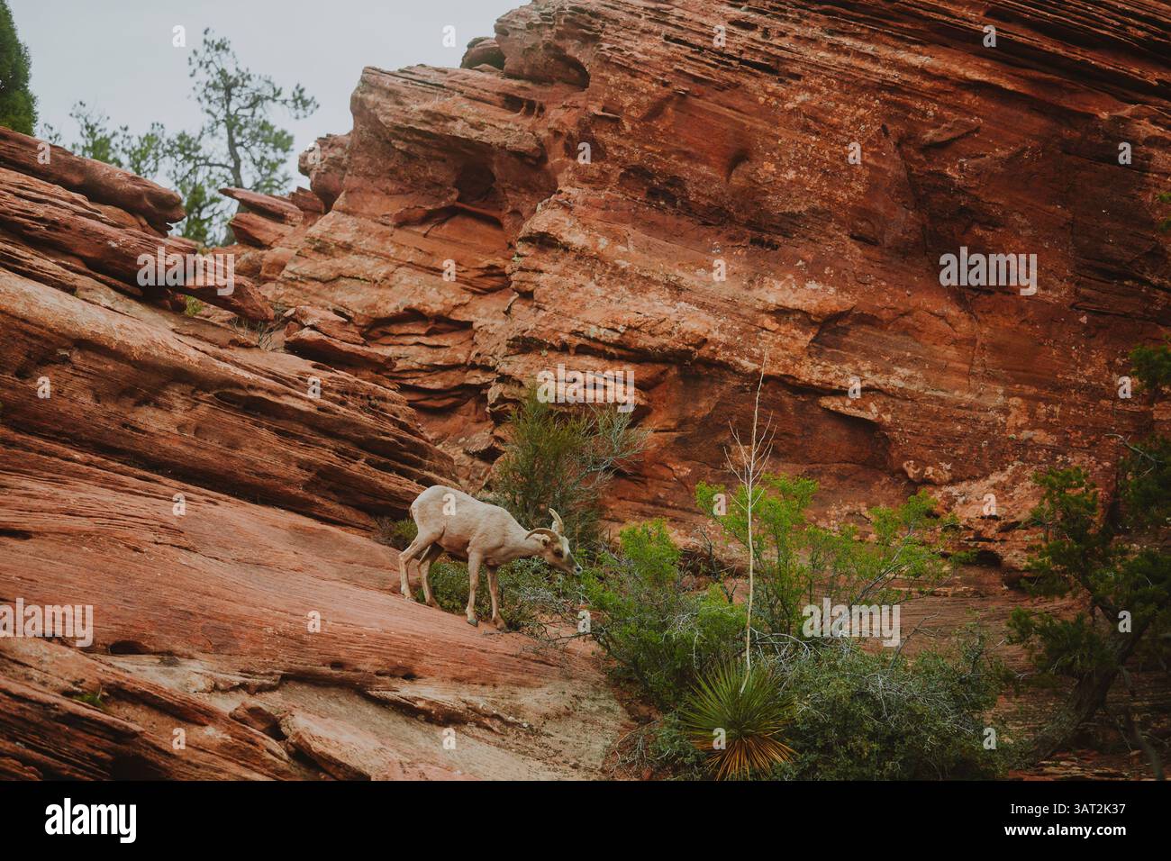 Wild Bighorn Sheep Scaling Red Rocks in Zion Stock Photo - Alamy