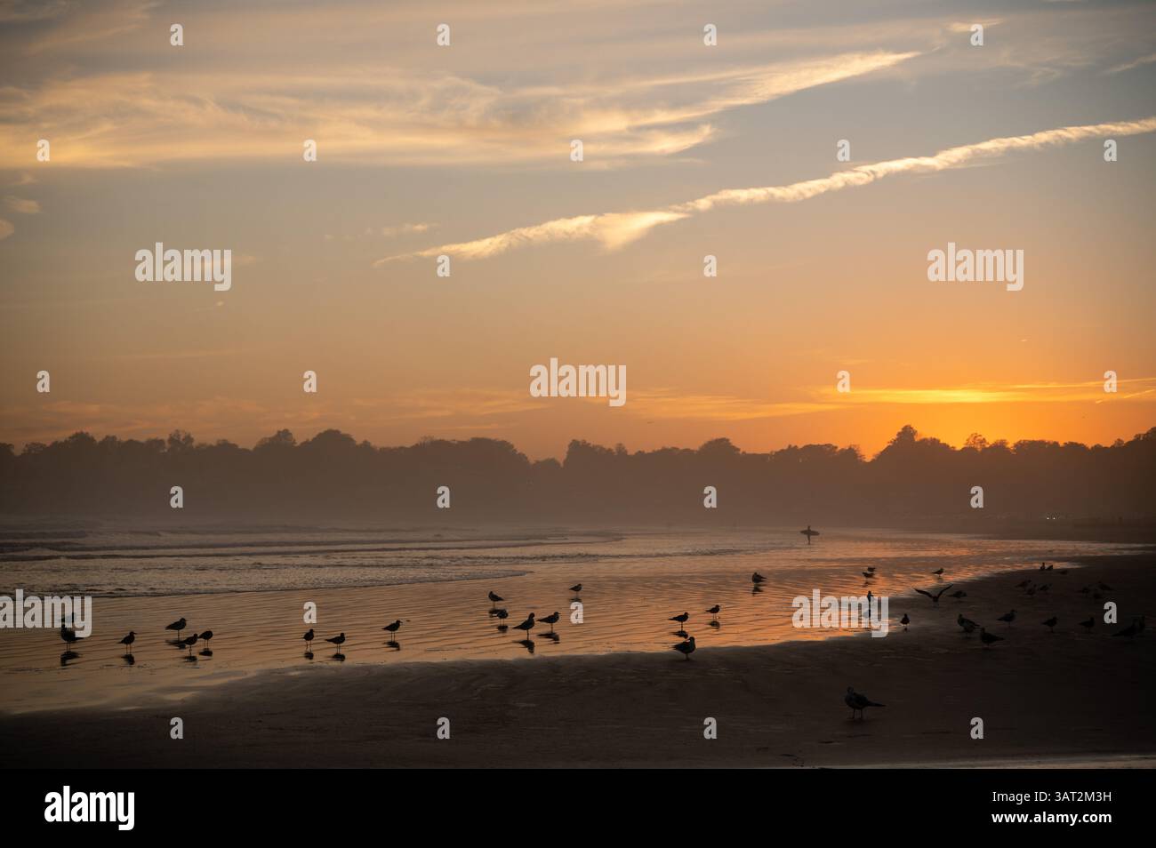 Golden Coastal Sunset with Shorebirds and Silhouettes on the Bea Stock ...
