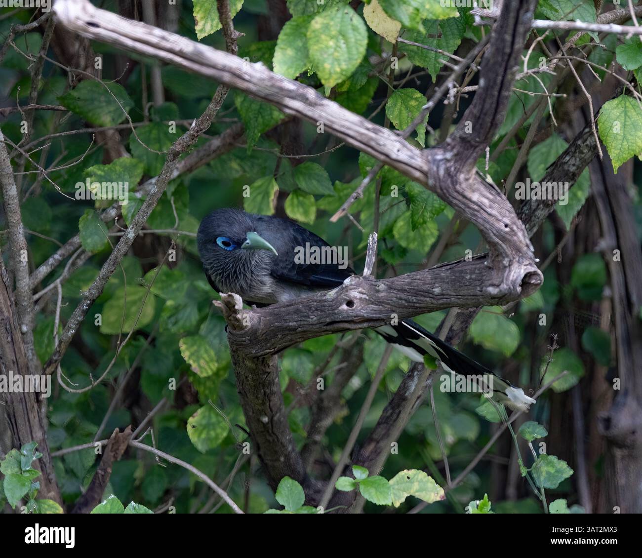 A blue-faced malkoha, non-parasitic, cuckoo in Yala National Park in ...
