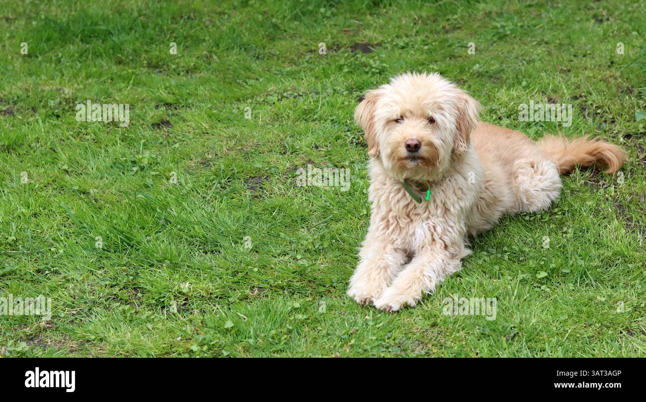 Happy golden labrador sitting on hi-res stock photography and images ...