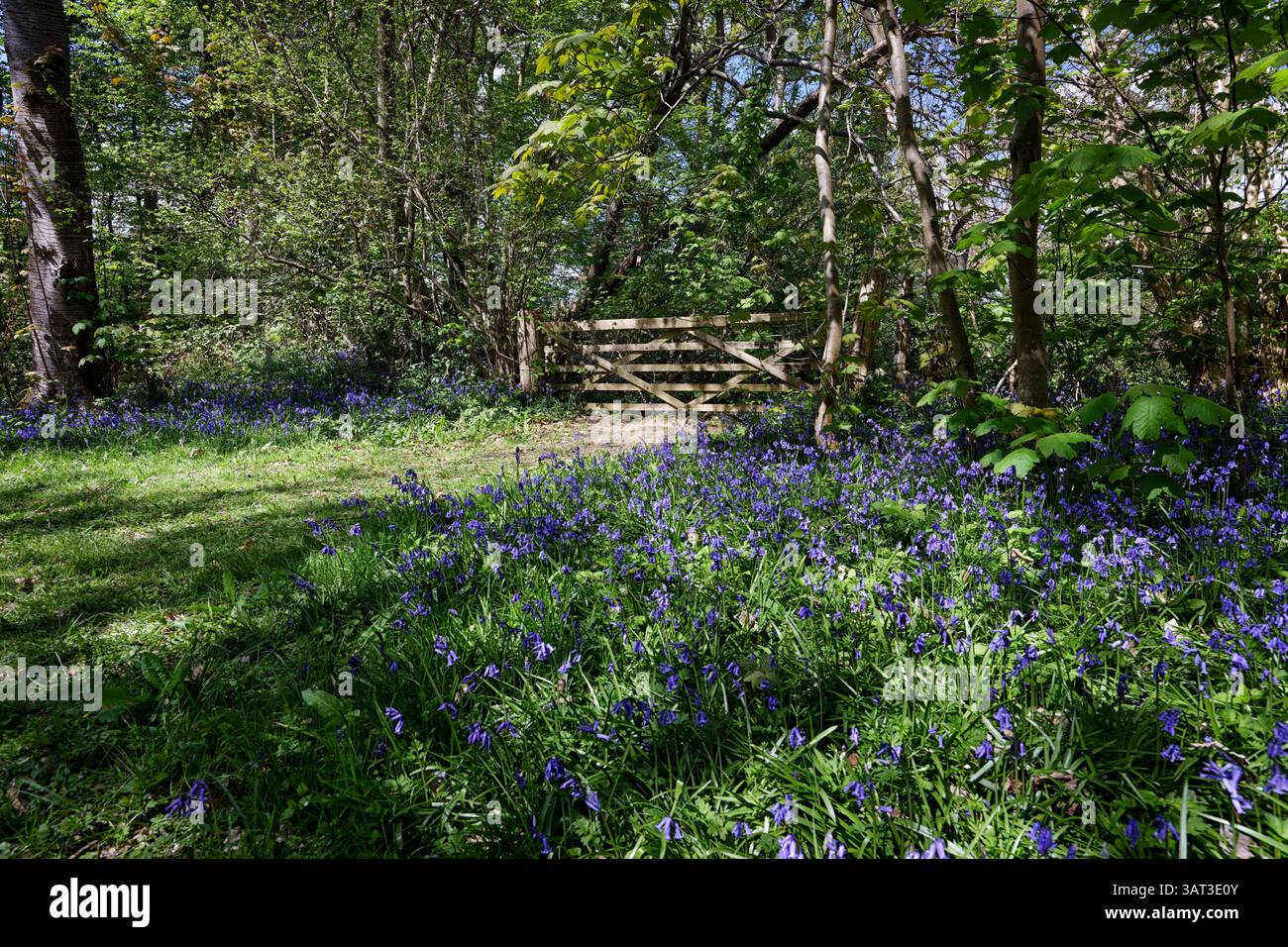 Hole Park Rolvenden Kent UK Stock Photo - Alamy
