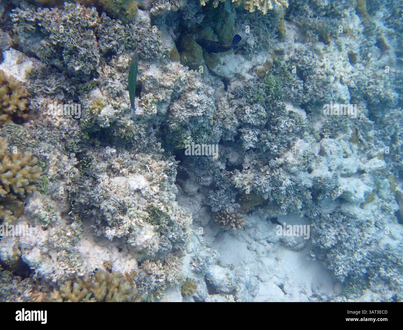 coral reef on the maldives islands Stock Photo - Alamy