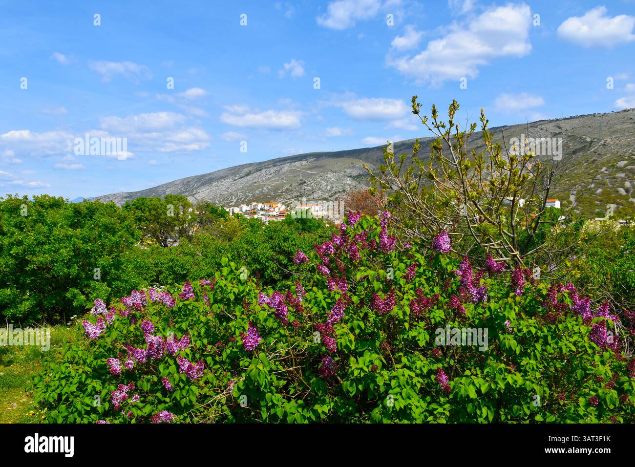 Pink flowering common lilac (Syringa vulgaris) shrub at Nehaj park in ...