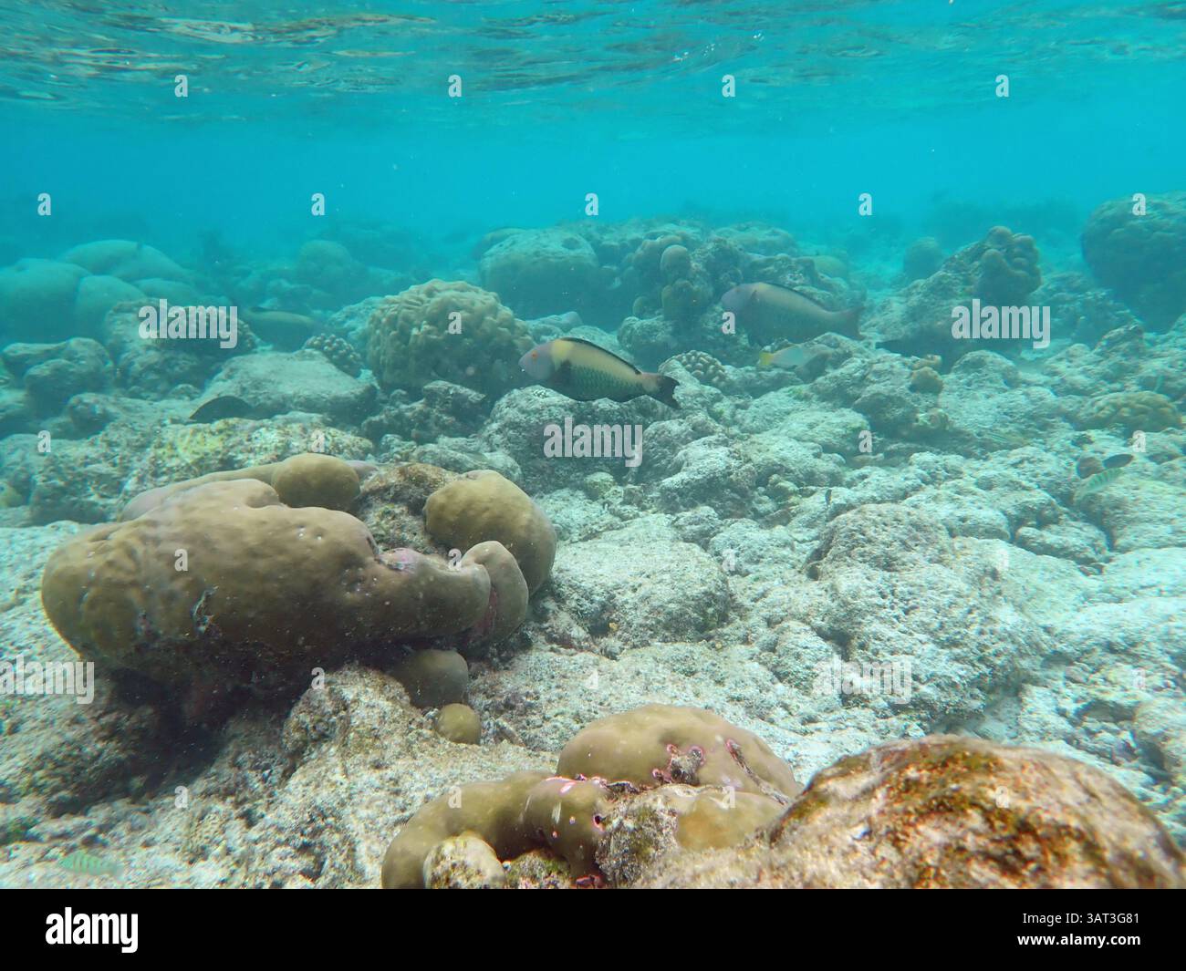 coral reef on the maldives islands Stock Photo - Alamy