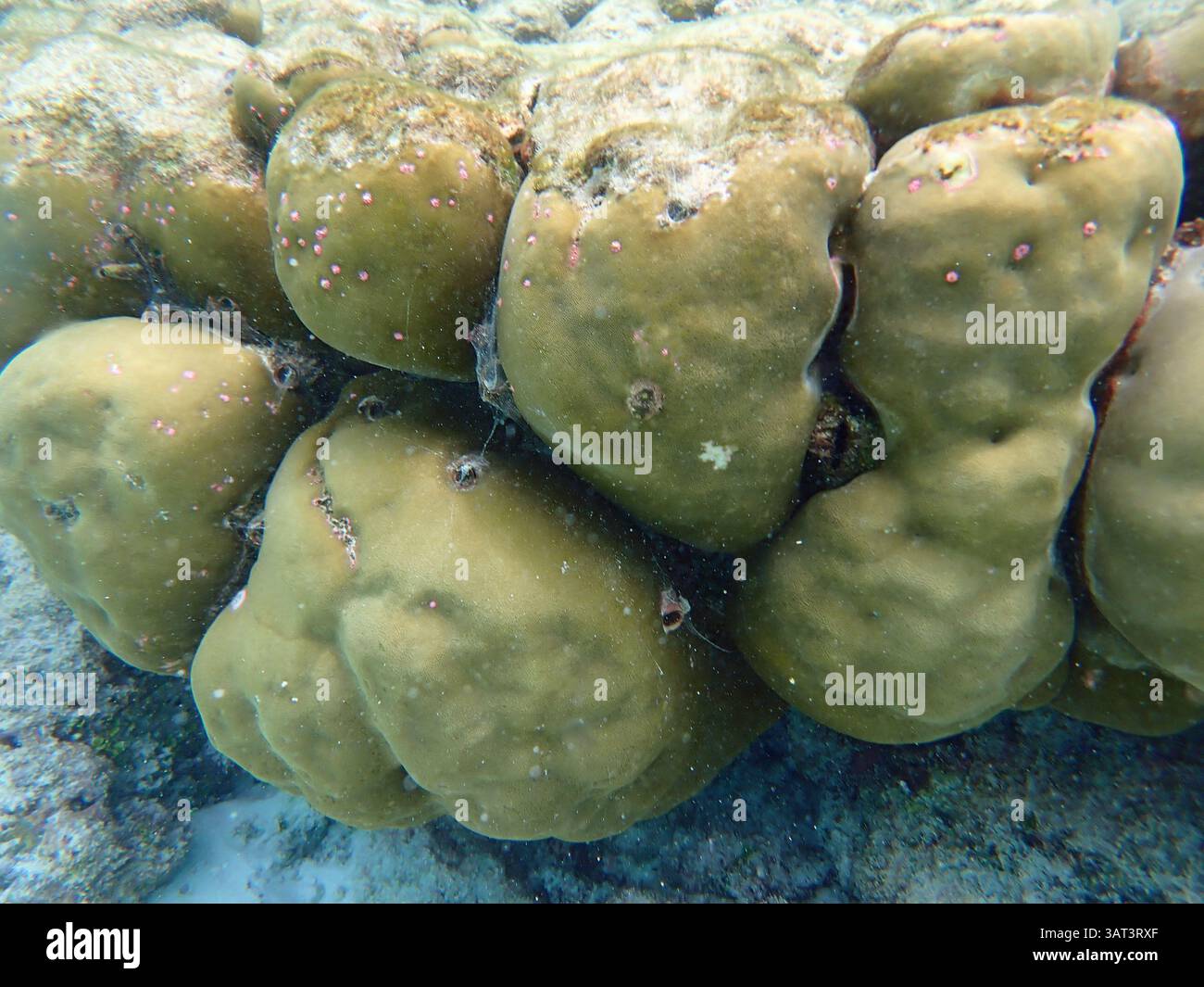 coral reef on the maldives islands Stock Photo - Alamy