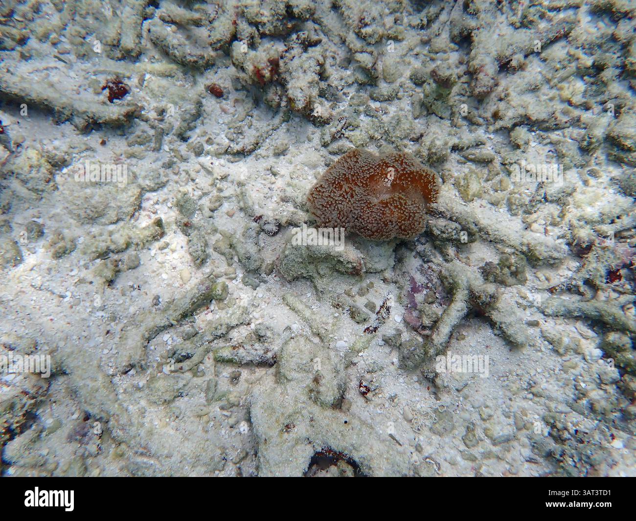 coral reef on the maldives islands Stock Photo - Alamy