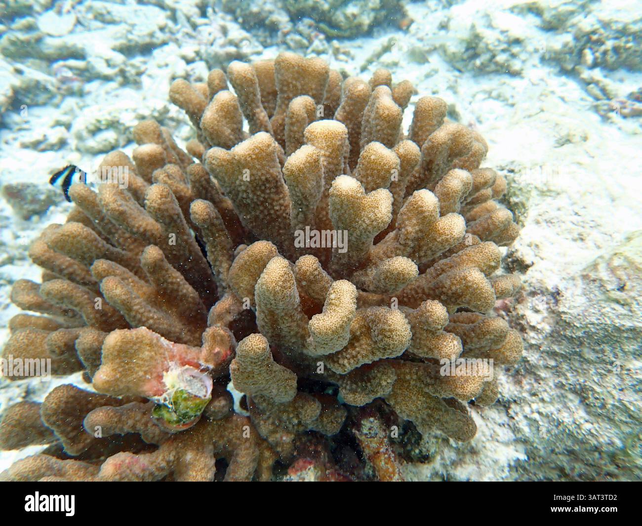 coral reef on the maldives islands Stock Photo - Alamy