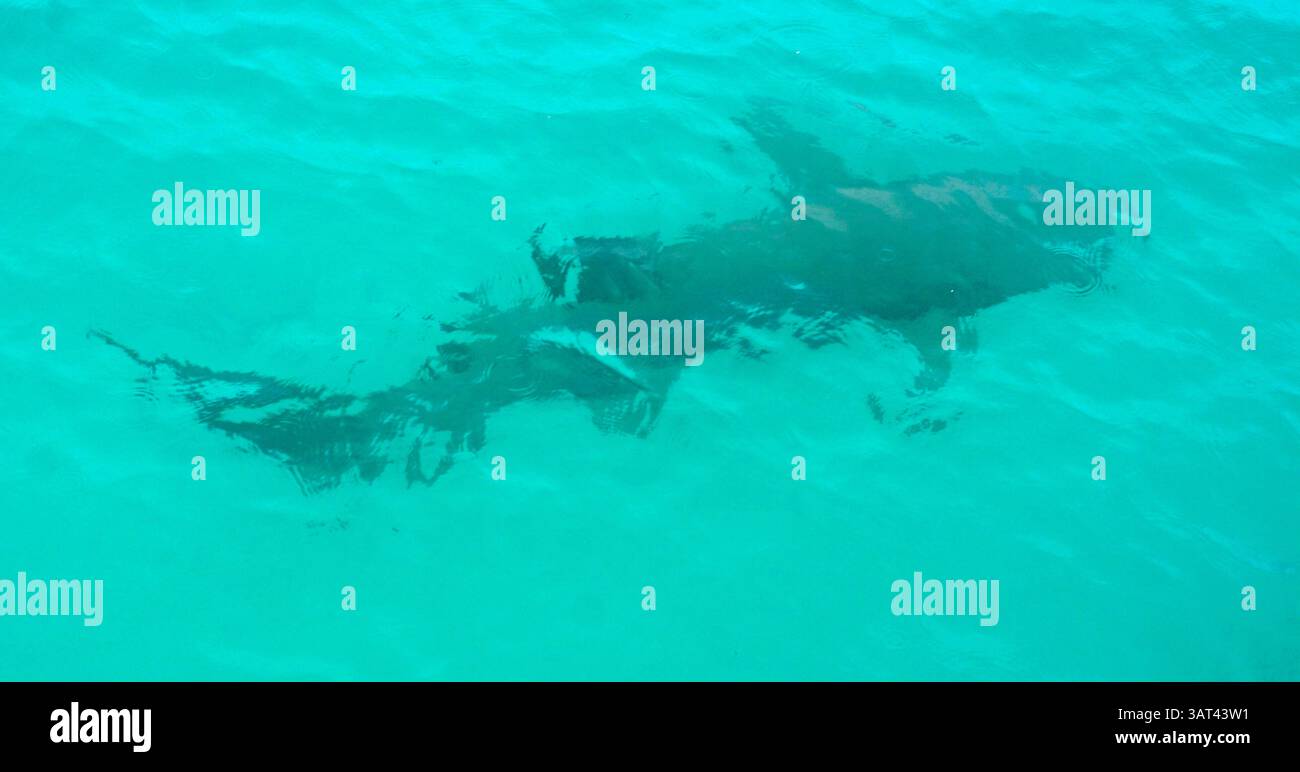 Shark ocean surface maldives hi-res stock photography and images - Alamy