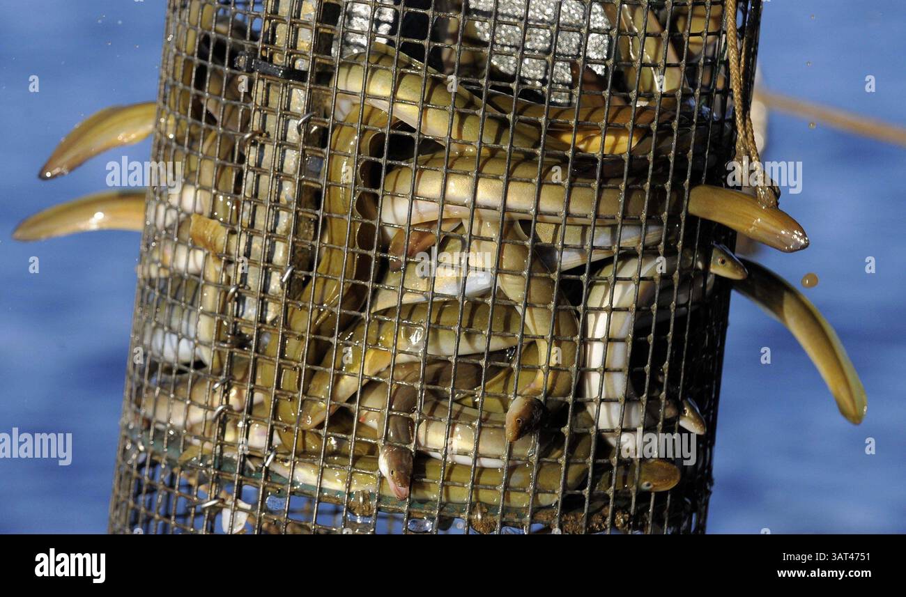 Glass eels asia hi-res stock photography and images - Alamy