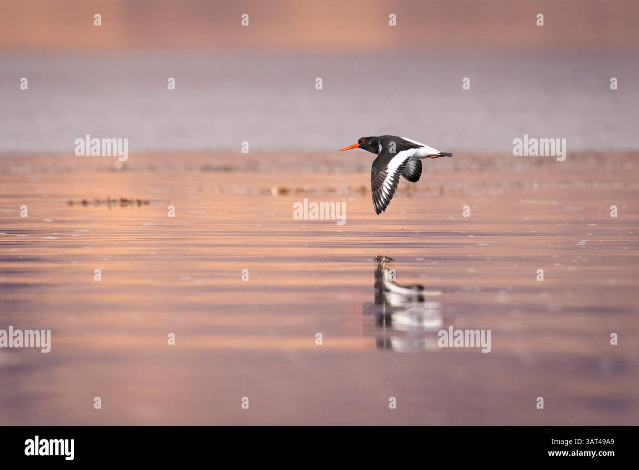 Oystercatcher flying low over the water Stock Photo - Alamy