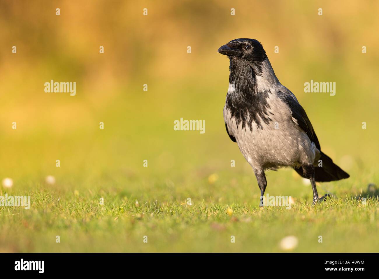 Watching crow hi-res stock photography and images - Alamy