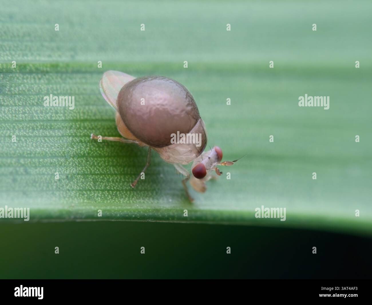 Stalk eye hi-res stock photography and images - Alamy