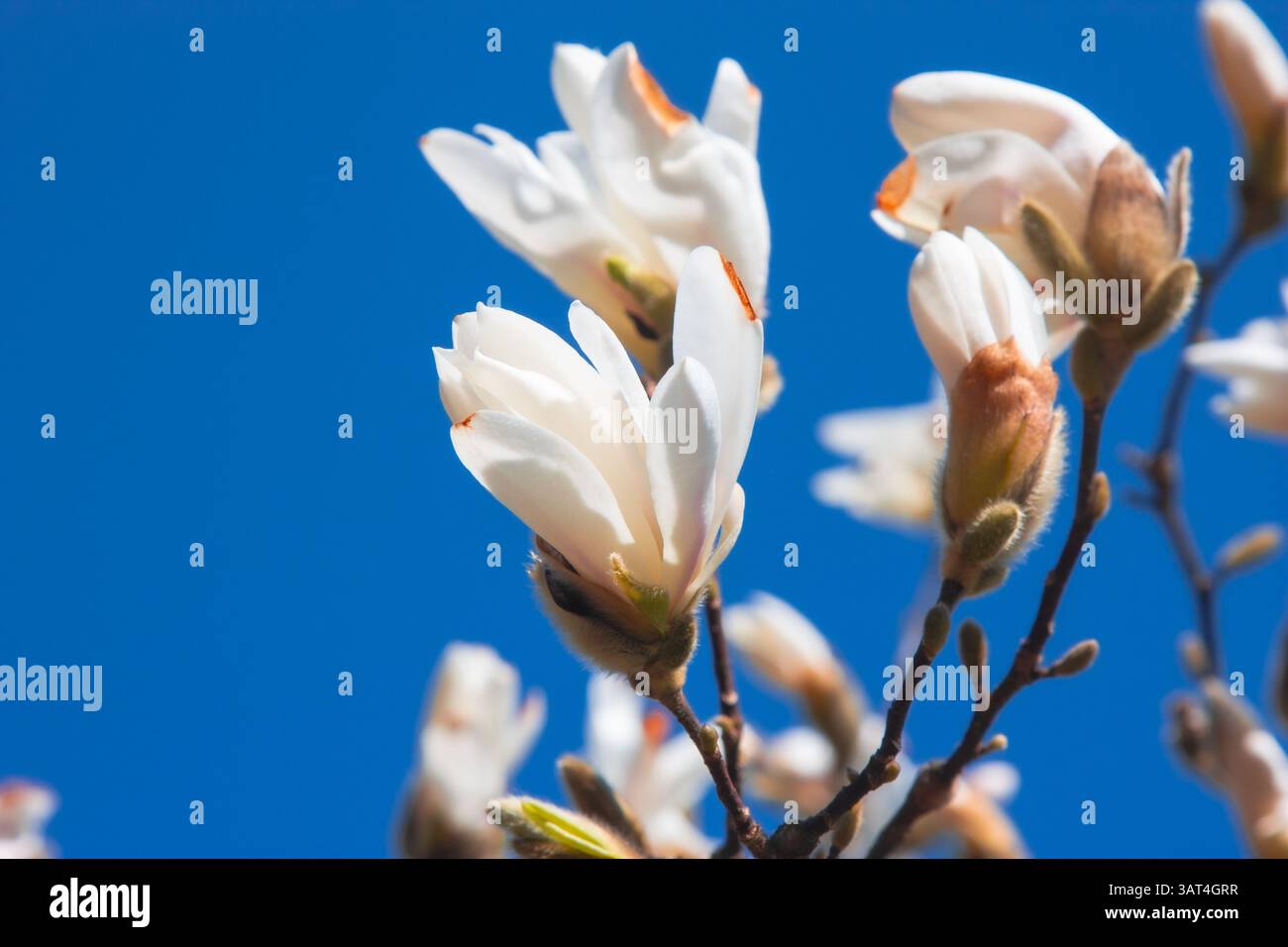 Purity and renewal hi-res stock photography and images - Alamy