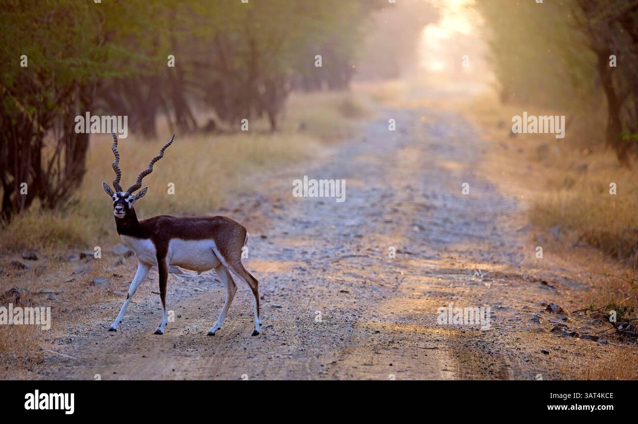 Blackbuck or Indian antelope, (Antilope cervicapra), male, stag ...