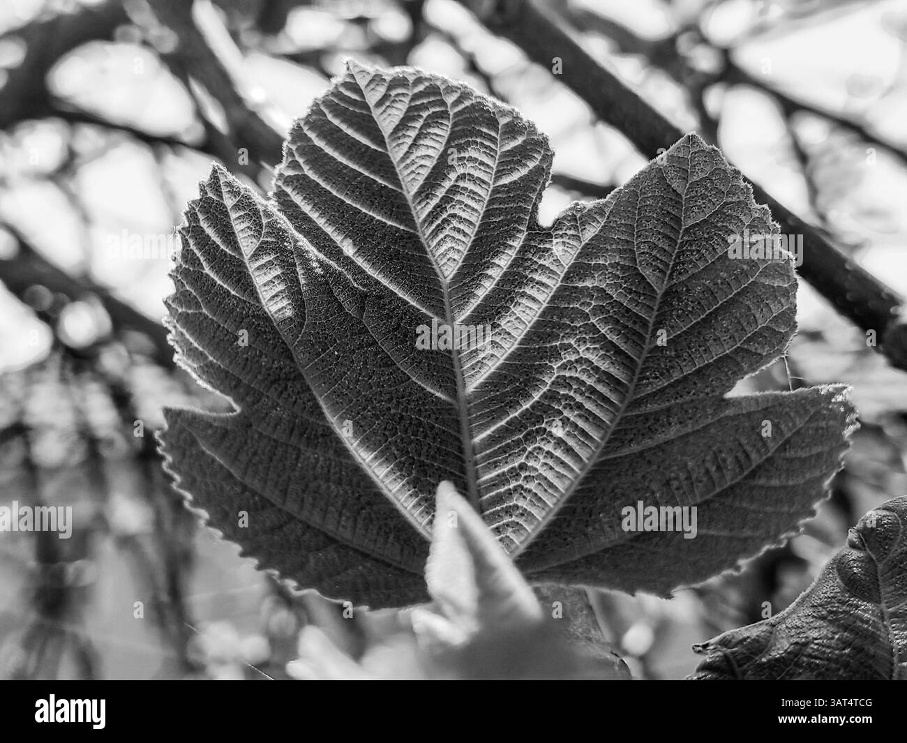 Fresh leaves on fig hi-res stock photography and images - Alamy