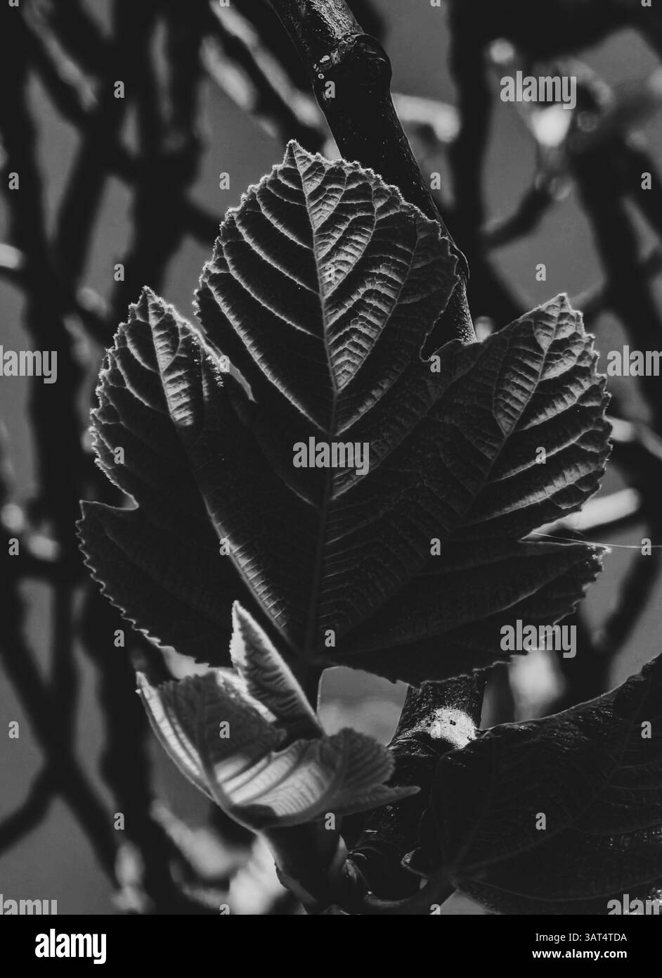 Spring time tree background Black and White Stock Photos & Images - Alamy