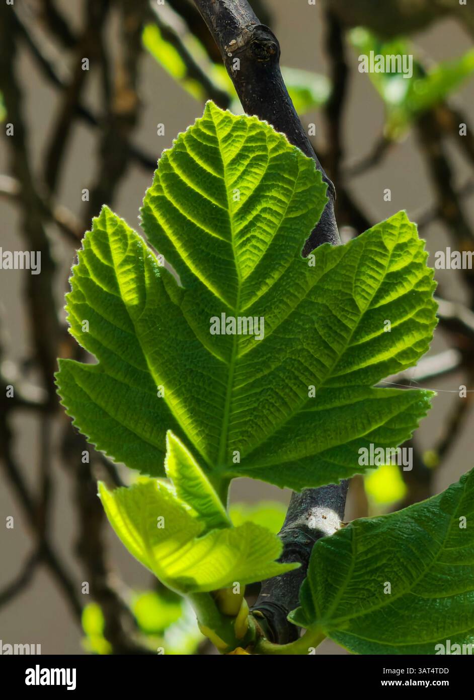 Spring Veins: Fig Leaves in Sunlight Stock Photo - Alamy