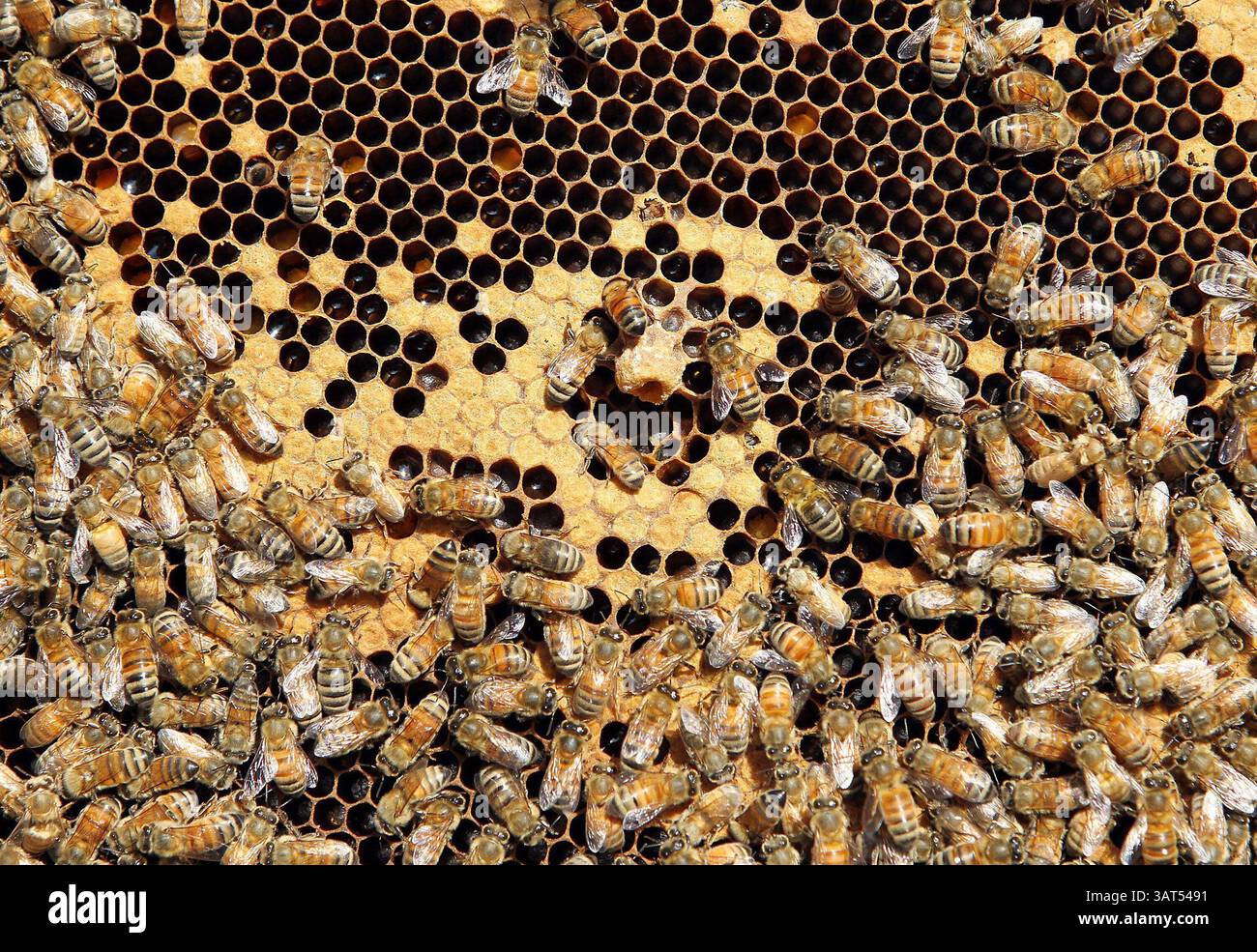 Donald danforth plant science center in st louis hi-res stock ...
