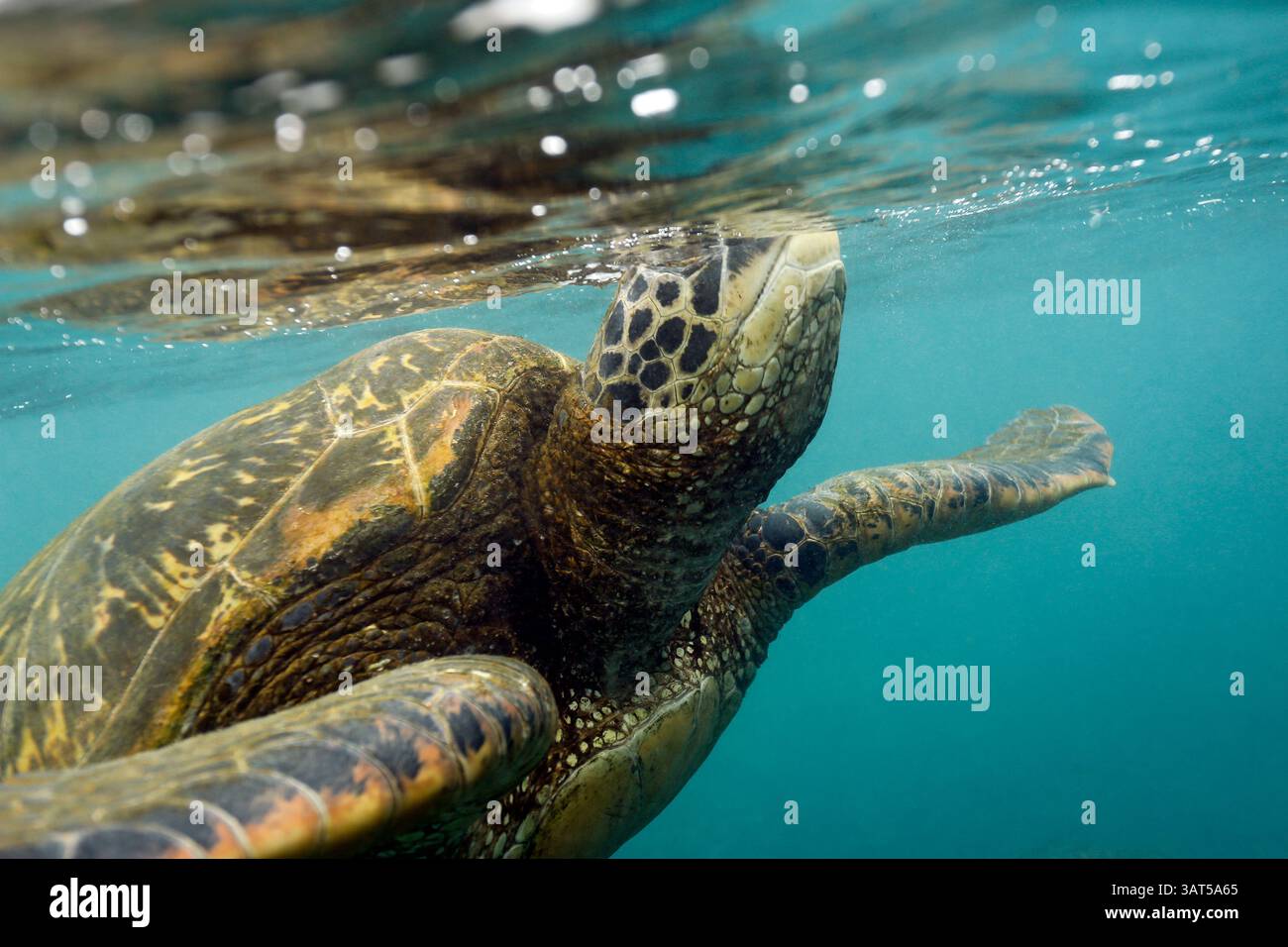 Close-up of a Green Turtle (Chelonia mydas) Surfacing for Air. Los ...