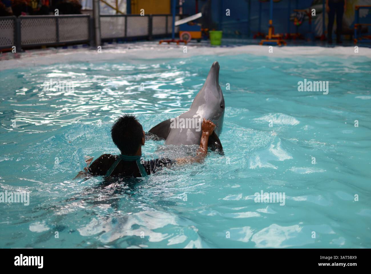 Jun 14, 2013 - Kediri, East Java, Indonesia - A man holding on to the fin of a dolphin ...