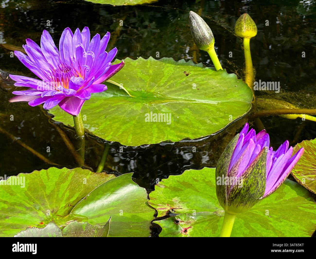 A beautiful purple water lily is in full bloom with other lily pads in ...