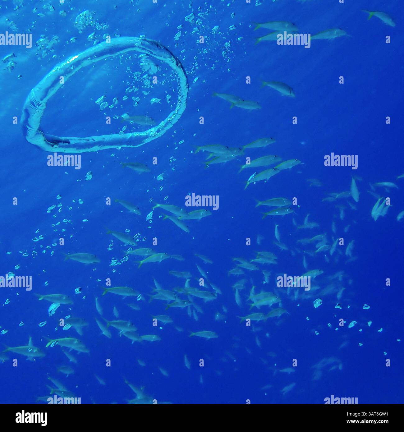 Underwater scene featuring a circular bubble ring surrounded by a ...