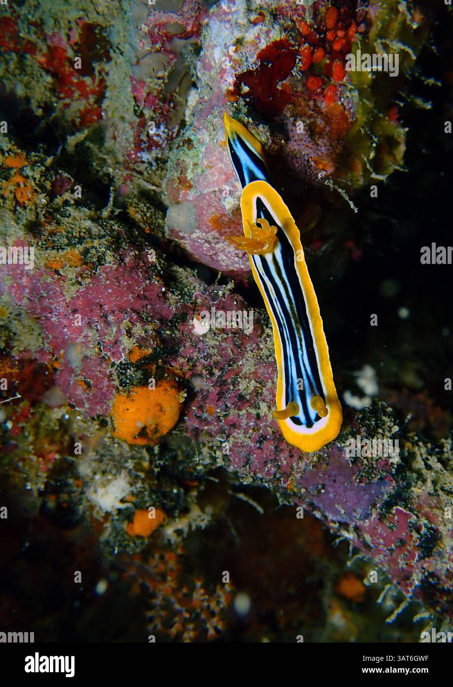 A colorful marine slug, known as a nudibranch, with a striking pattern ...