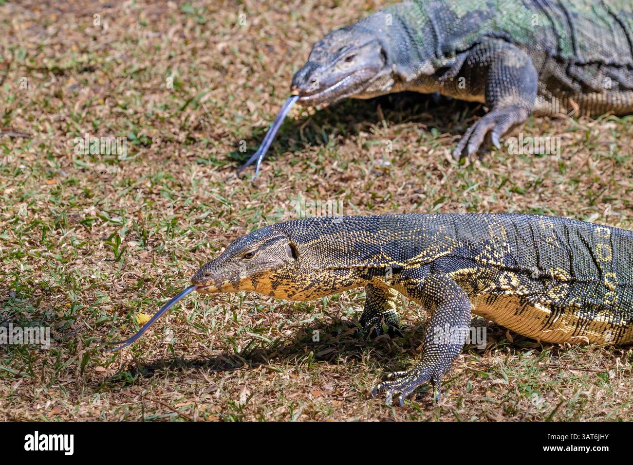 Pair of Asian Water Monitor lizard (Varanus salvator) by the lake at ...
