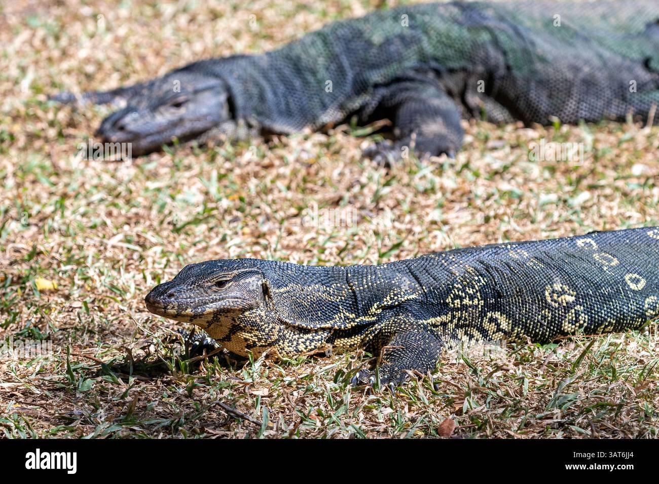 Pair of Asian Water Monitor lizard (Varanus salvator) by the lake at ...