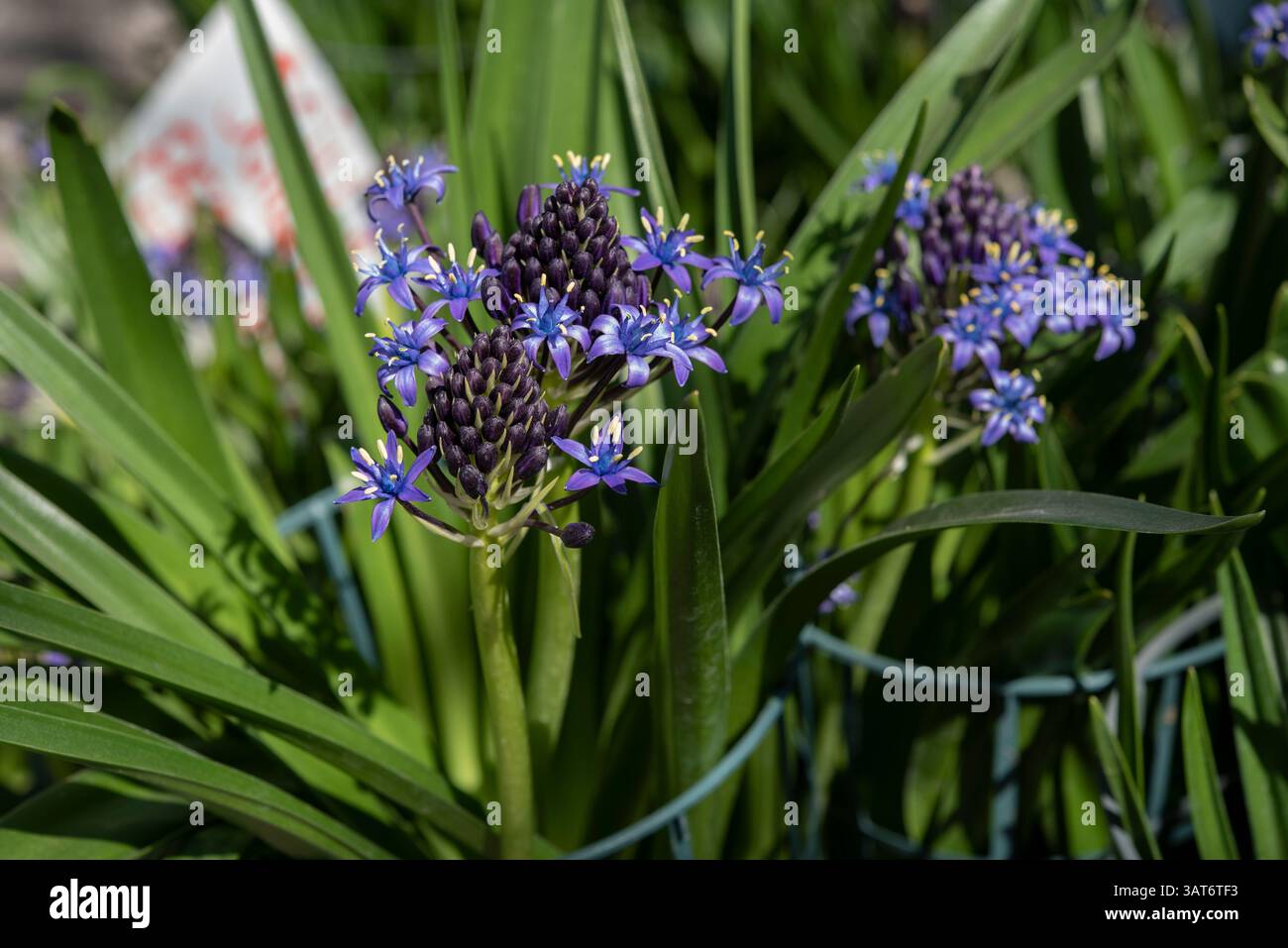 Scilla peruviana, is a species of Scilla native to the western ...