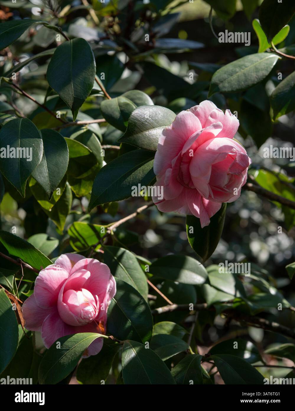 Camellia japonica, is a species of Camellia, a flowering plant genus in ...