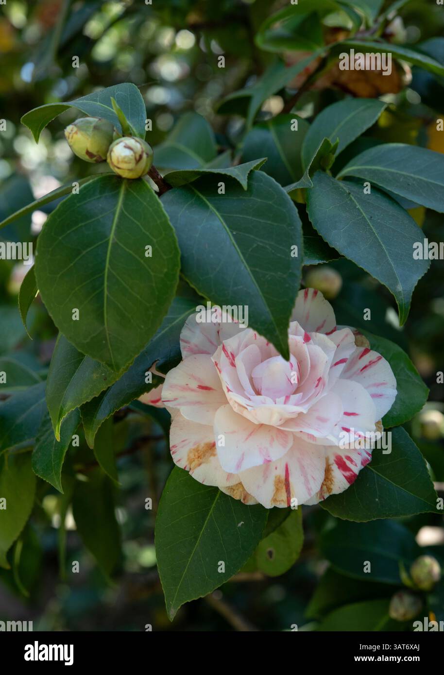 Camellia japonica, is a species of Camellia, a flowering plant genus in ...