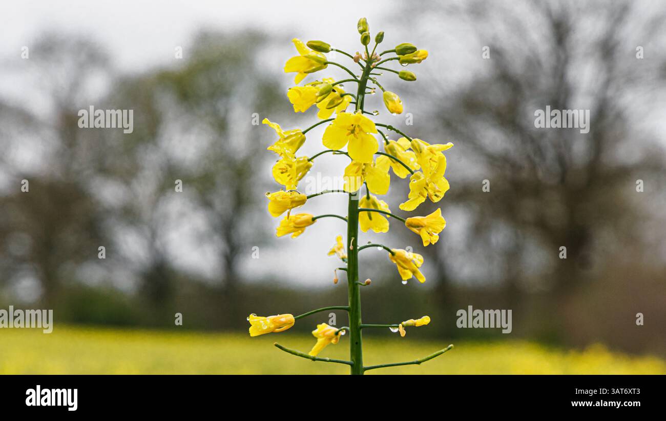 18 April 2025, Schleswig-Holstein, Hammoor: Rapeseed blooms in a field ...