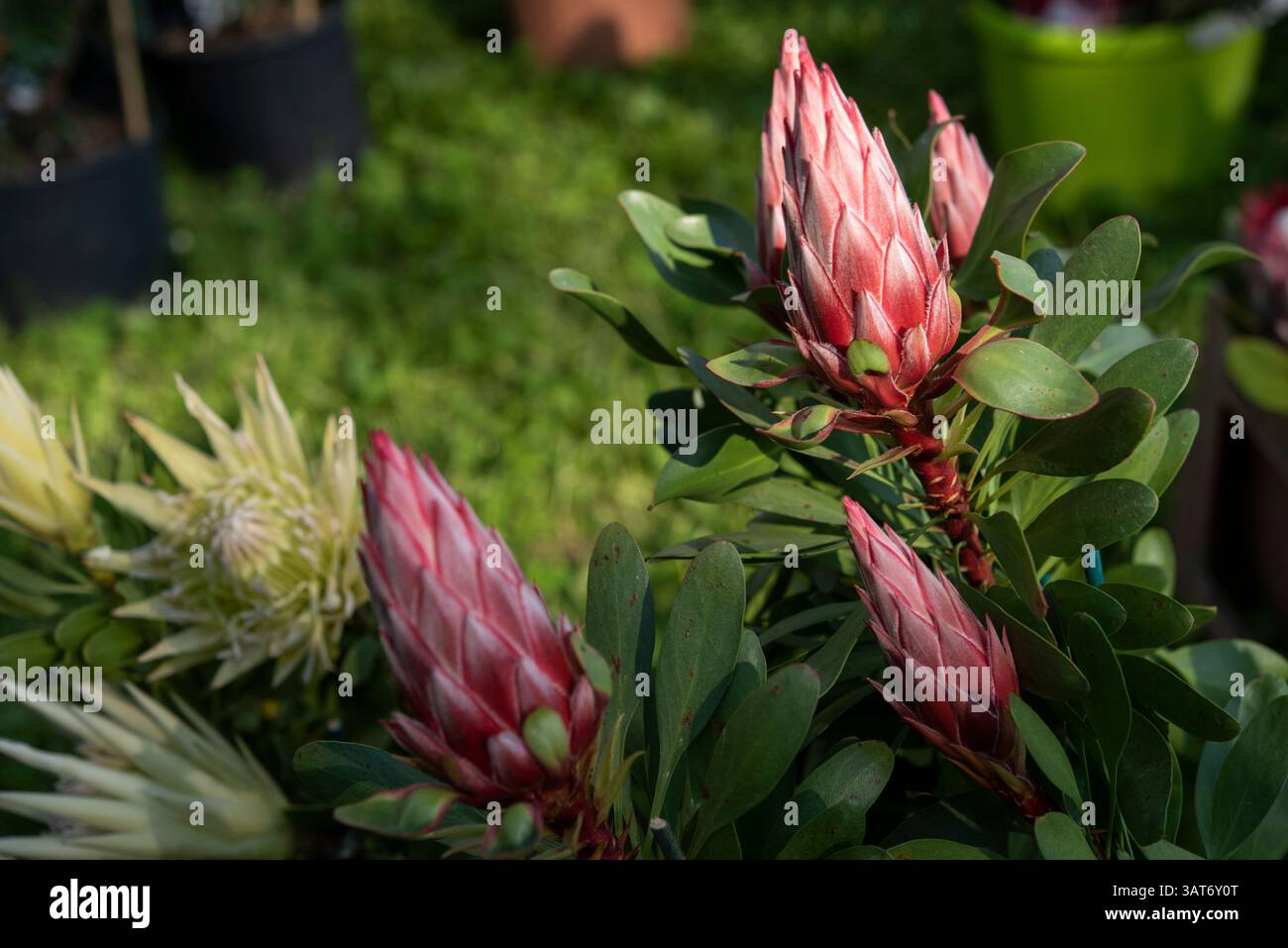 Protea is a genus of South African flowering plants, also called ...