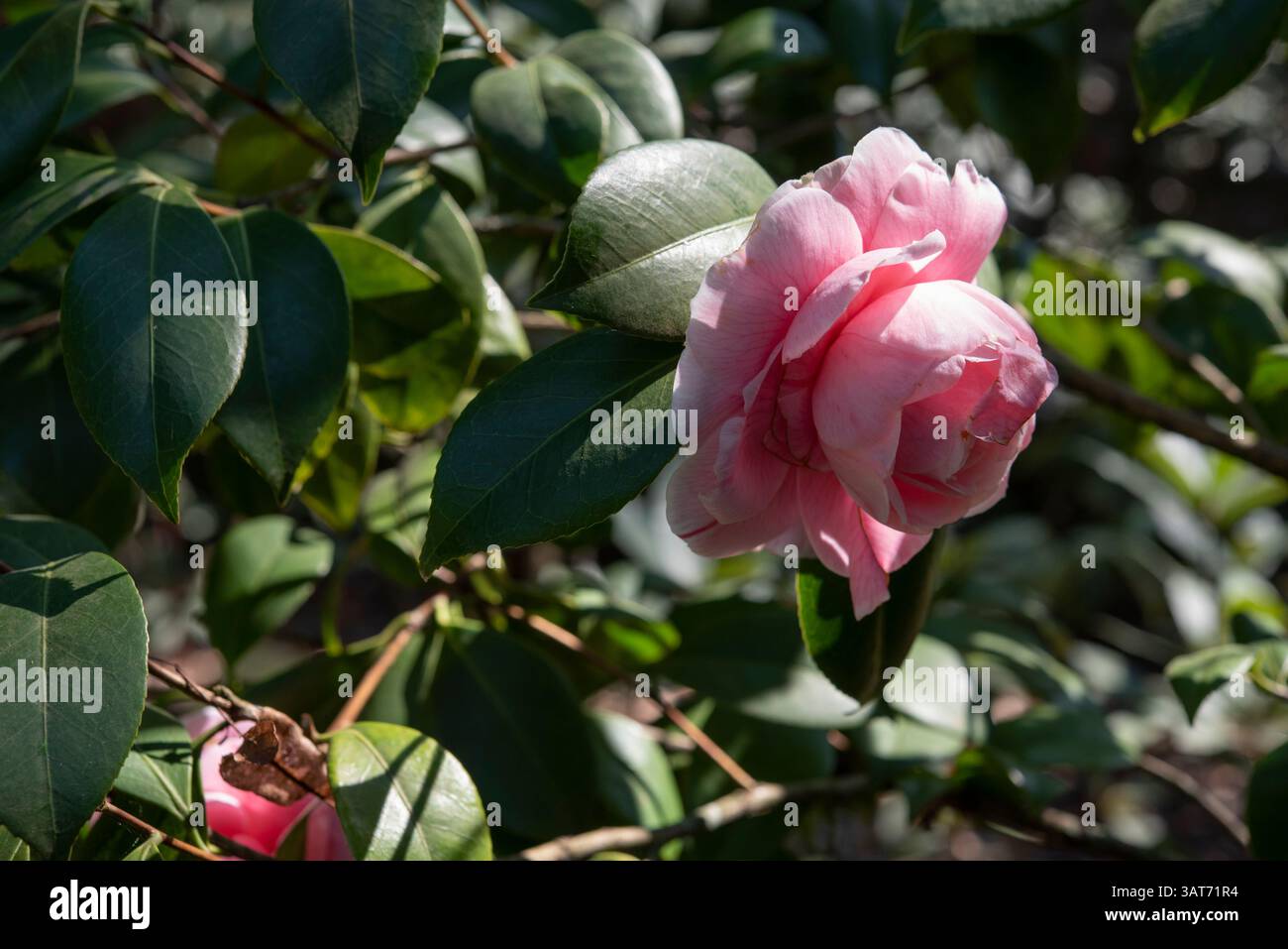 Camellia japonica, is a species of Camellia, a flowering plant genus in ...