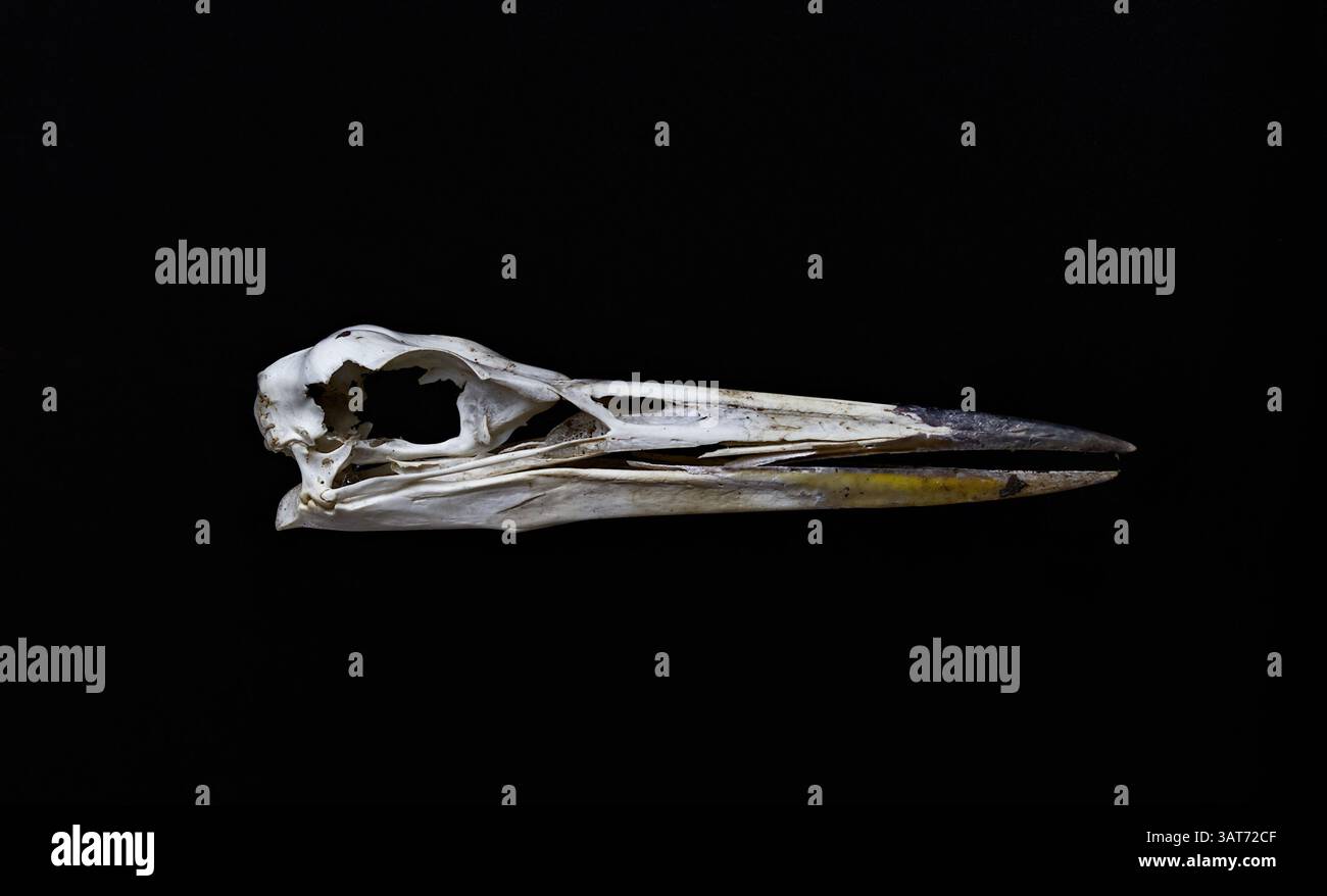 Skull And Long Beak Of A Bird, Grey Heron,Ardea cinerea, UK Concept ...