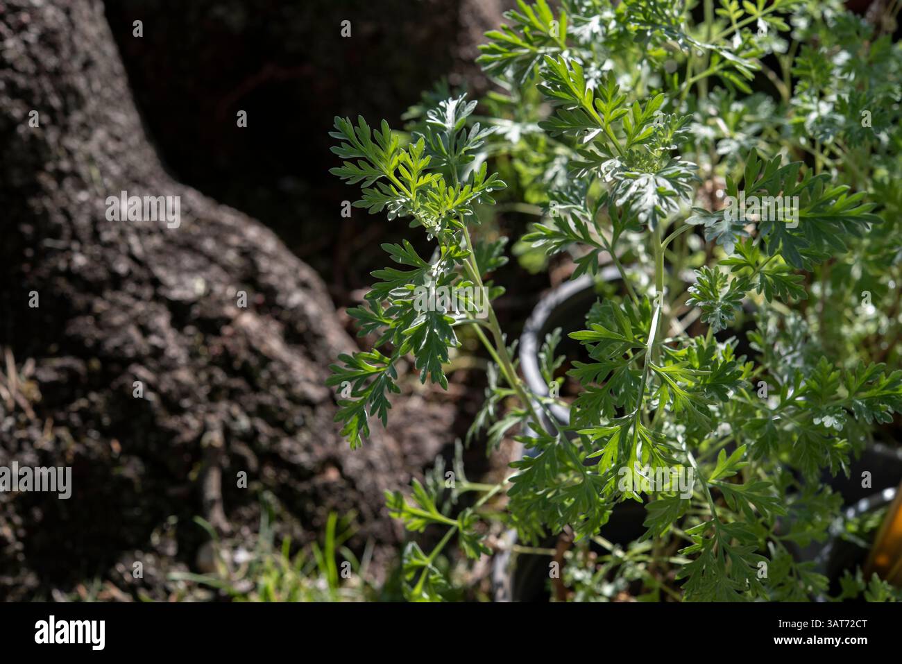 Artemisia absinthium, otherwise known as common wormwood, is a species ...