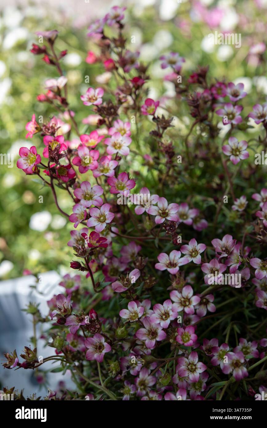 The largest genus in the family saxifragaceae hi-res stock photography ...