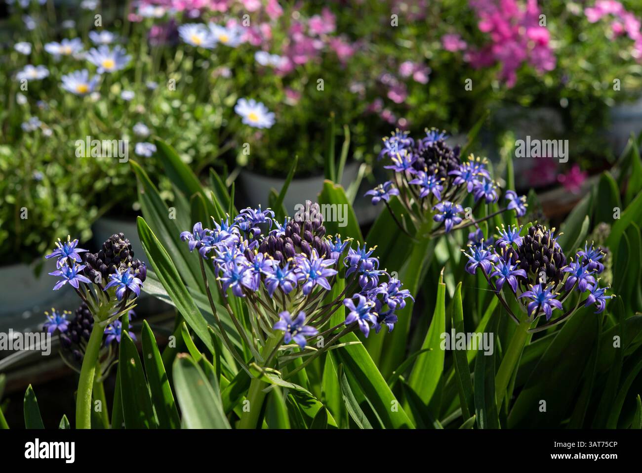 Scilla peruviana, is a species of Scilla native to the western ...