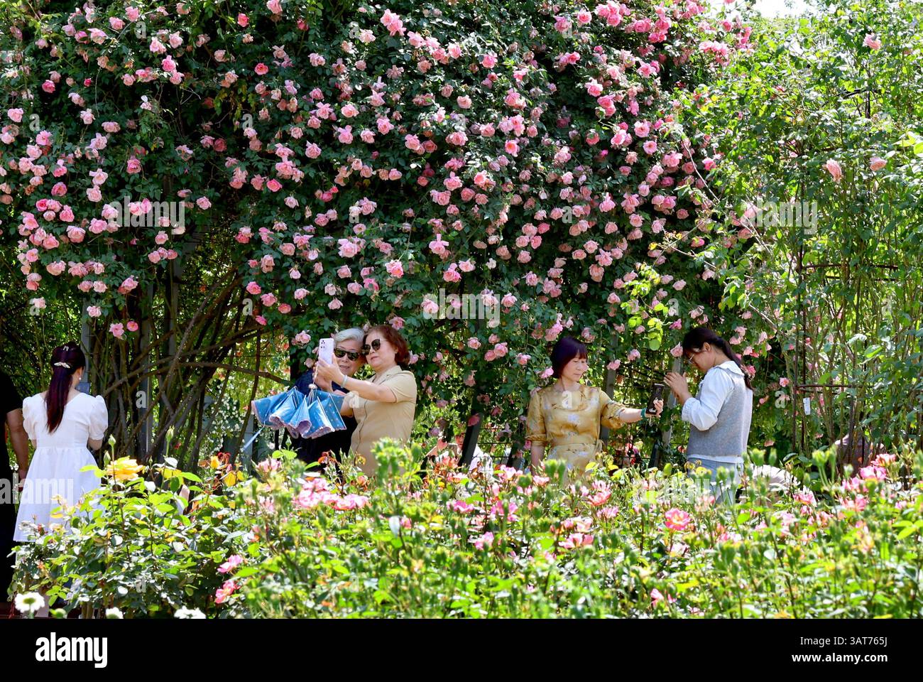 Shanghai. 18th Apr, 2025. People take photos with Chinese roses at ...