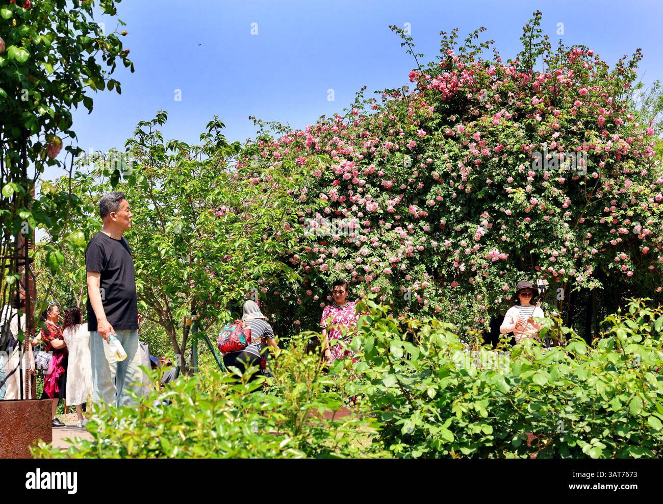 Shanghai. 18th Apr, 2025. People take photos with Chinese roses at ...