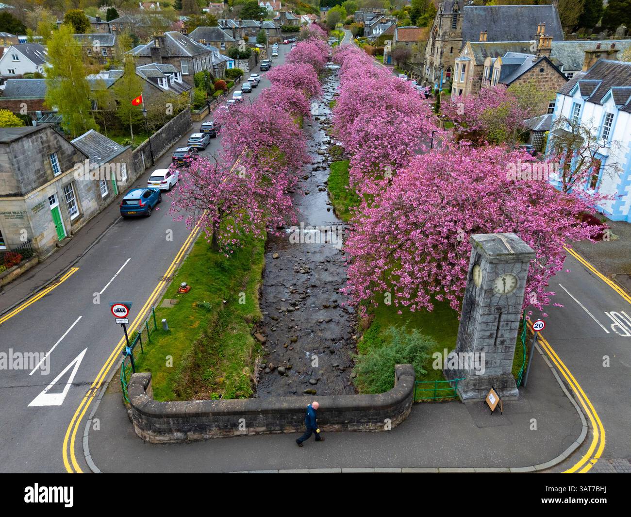Cherry blossom in full bloom at Burnside in Dollar, Clackmannanshire ...