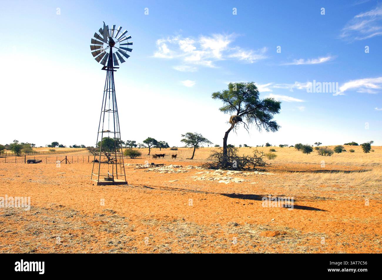 Acacia_trees hi-res stock photography and images - Alamy