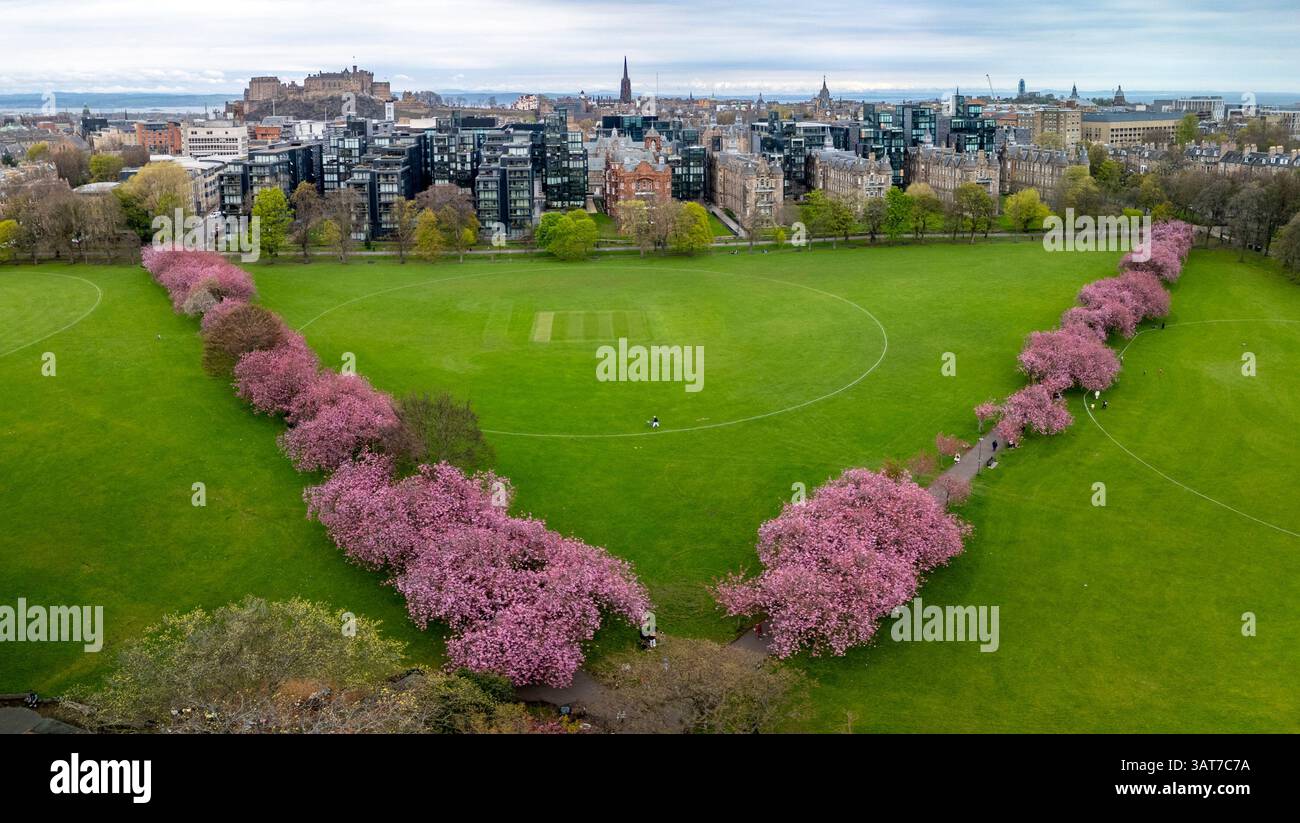 Cherry Blossom in full bloom at The Meadows park in Edinburgh, Scotland ...